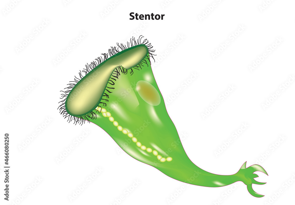 Biological illustration of Stentor (Stentor anatomy) Stock Vector | Adobe Stock