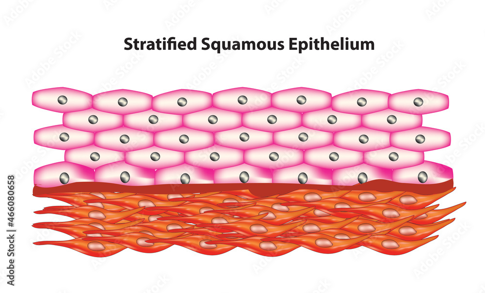 Stratified Squamous Diagram