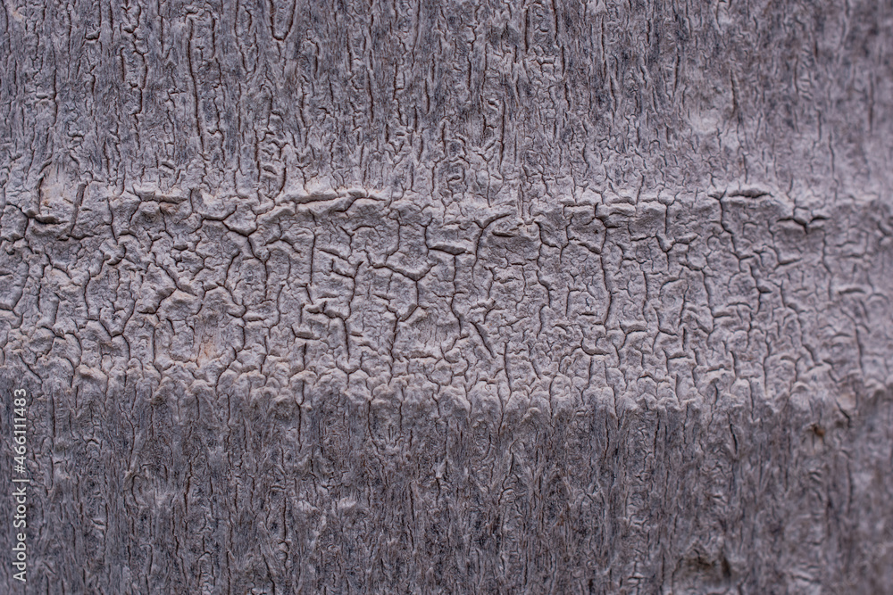 Natural palm tree wood texture background Stock Photo | Adobe Stock