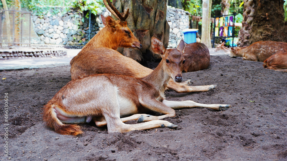 Rusa timorensis (Javan rusa) Cervidae is a deer species that is endemic ...
