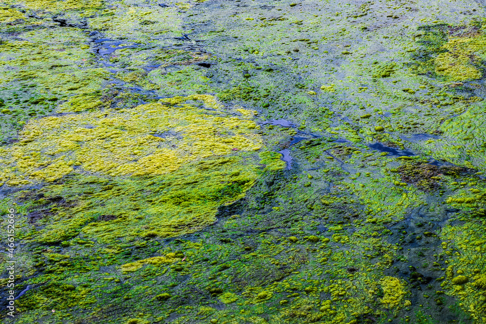 Blue Green Algae - Cyanobacteria & silt field texture on a lake Stock ...