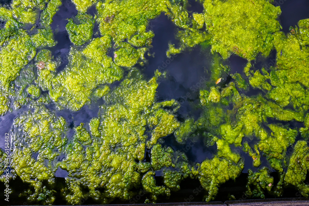 Blue Green Algae - Cyanobacteria & silt field texture on a lake Stock ...