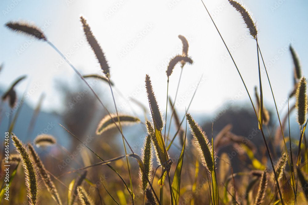Field of yellow, green foxtail perfectly in focus and sun shining all ...