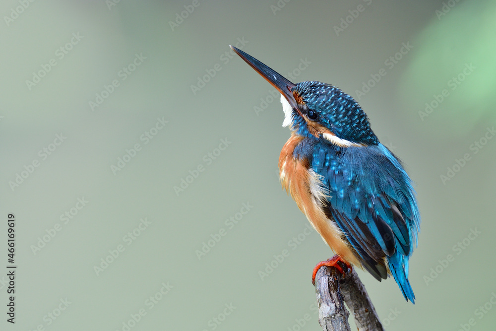 lovely blue bird looking up sky with sharp beaks pointing up high ...