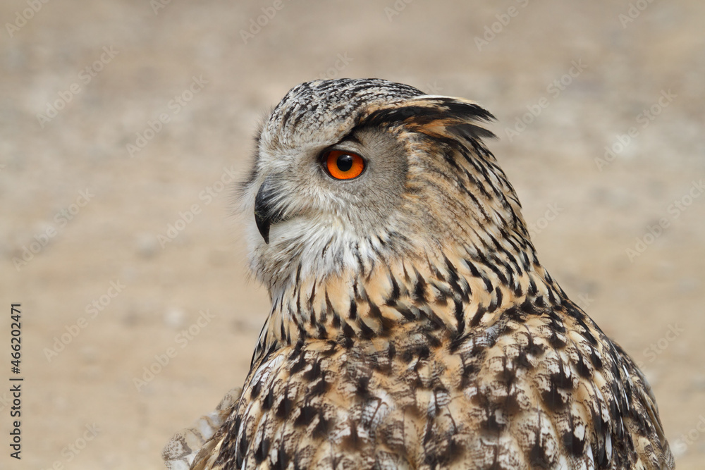 Uhu im Portrait Stock Photo | Adobe Stock