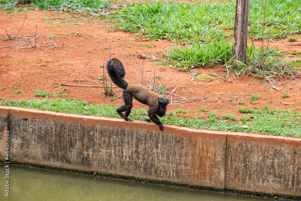 Very rare and endangered Brazilian tamarin endemic to the Amazon region ...