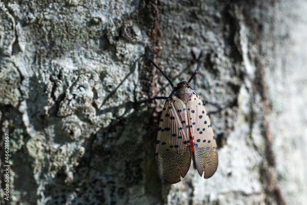 spotted lanternfly on tree macro image Stock Photo | Adobe Stock