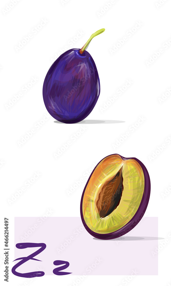 Zwetschge. Vector plum illustration. Fruit and berry set. Colorfull ...