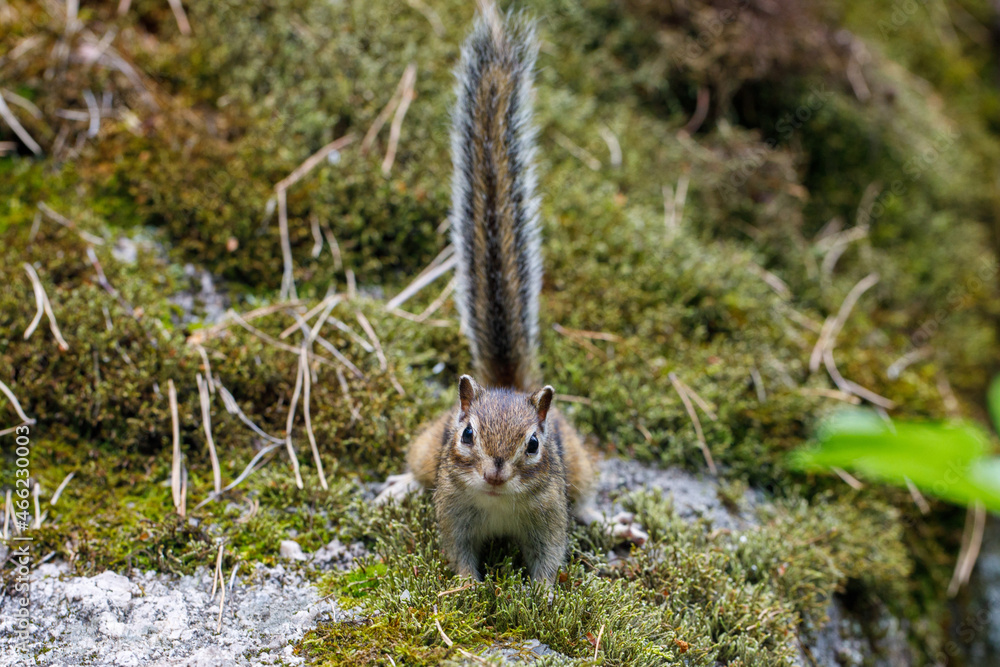 Cute siberian chipmunk with raised tail say hello and asked for treat ...