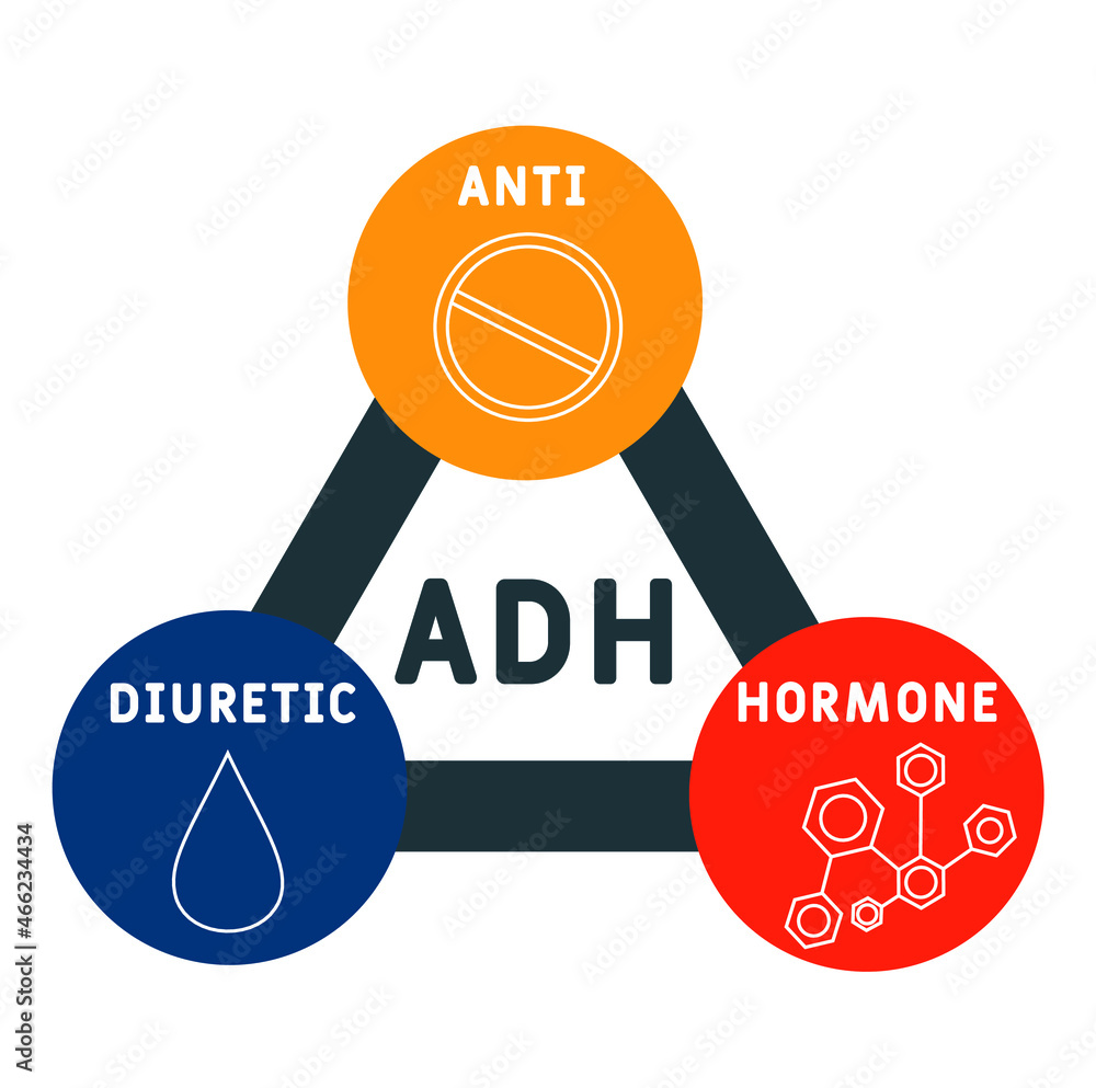 ADH - Antidiuretic Hormone acronym. medical concept background. Vector ...