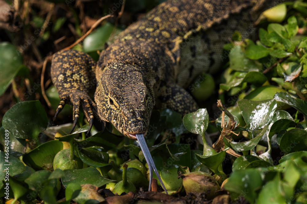 Nile Monitor - Varanus niloticus, large lizard from African lakes and ...