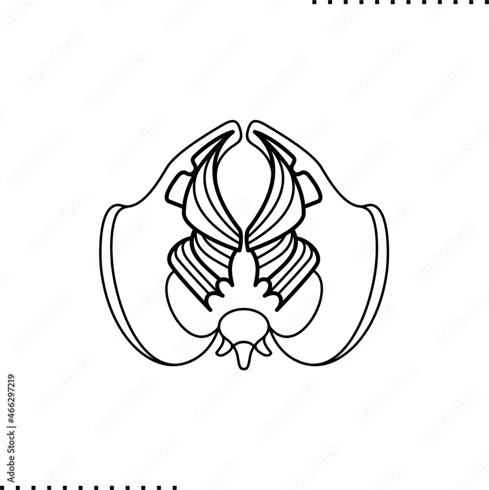 woman pelvic floor muscles, vector illustration in outline Stock Vector ...