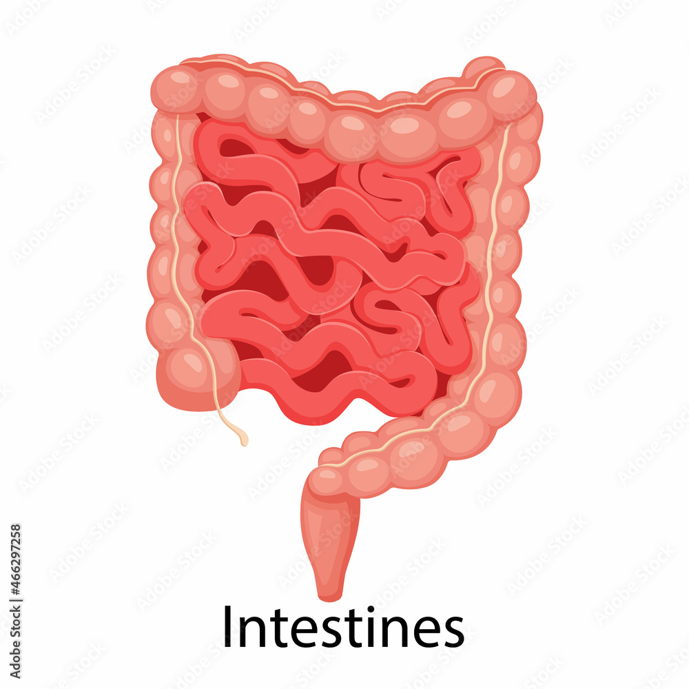 Intestines. Realistic flat vector illustration of small and large ...