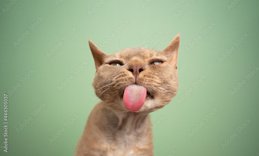 fawn devon rex cat making funny face sticking out tongue looking silly ...