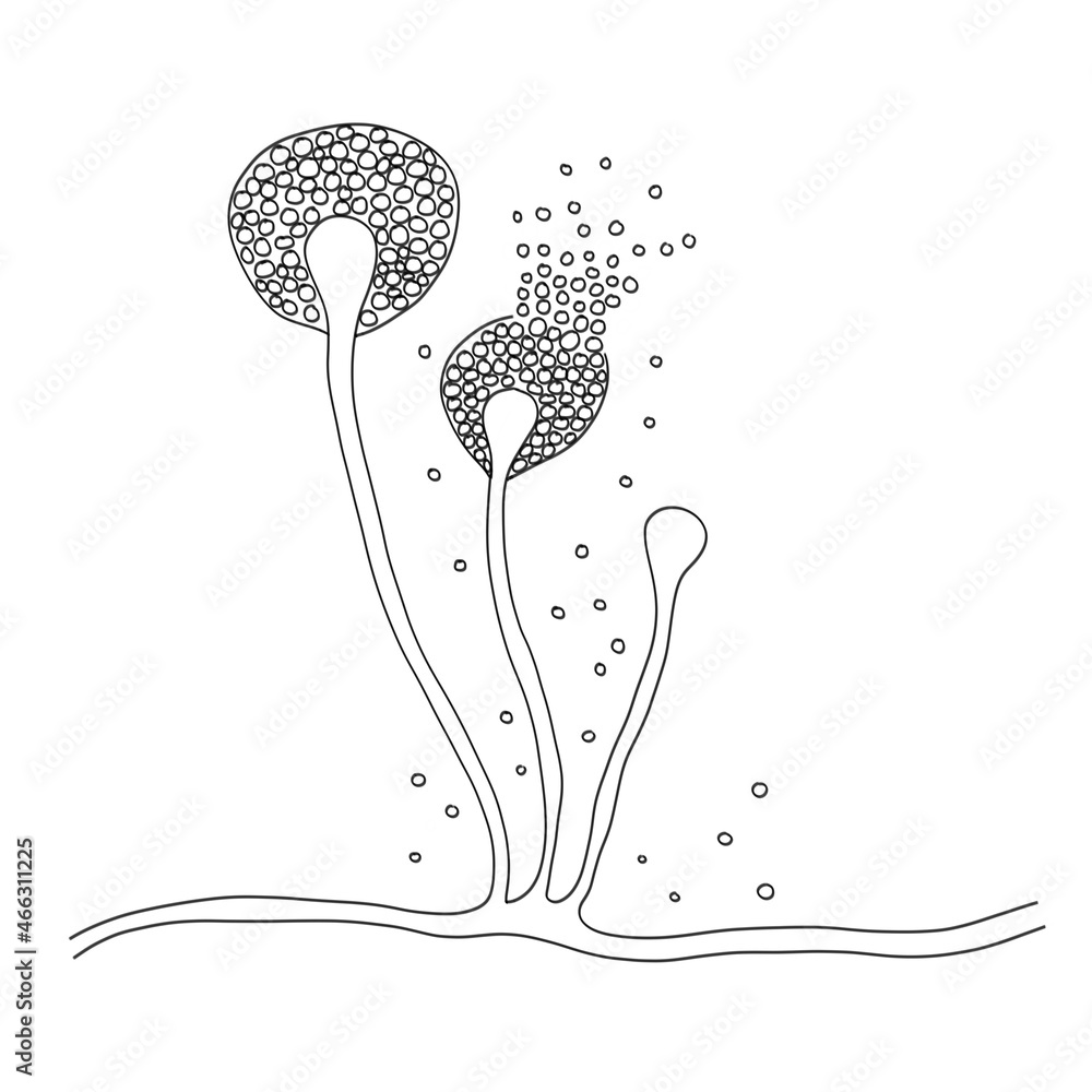 Structure of Mucor mold, bread mold fungi Stock Illustration | Adobe Stock