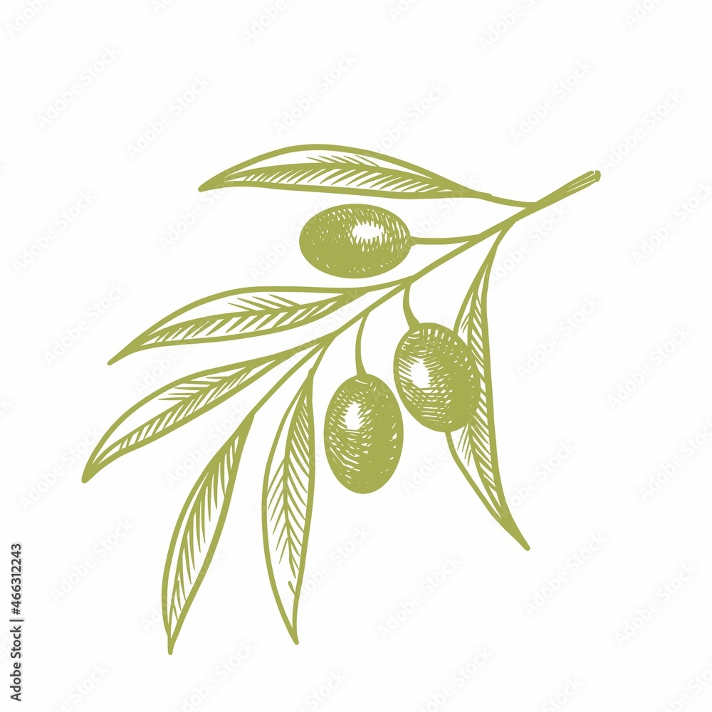 Vector drawing of olive tree branches with leaves and olives Stock ...