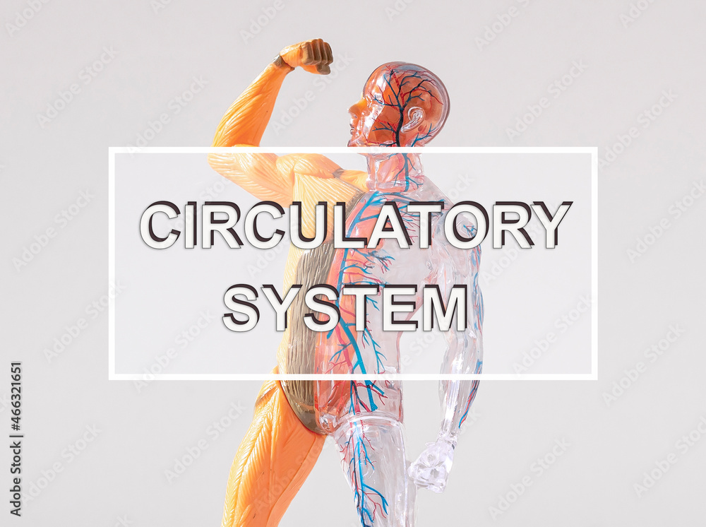 Circulatory system concept. Blood circulation text on 3d human body ...