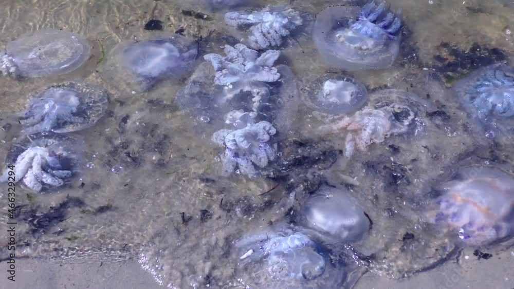 During the mass breeding season, Barrel jellyfish (Rhizostoma pulmo ...