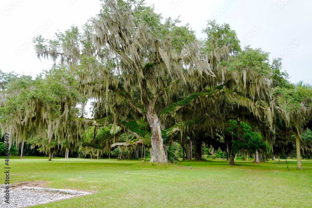 Live Oak tree with Spanish Moss at Fort Frederica National Monument on ...