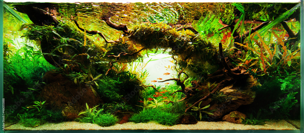 aquascape, aquascaping, hardscape, aquarium, hardmade, natureaquarium ...