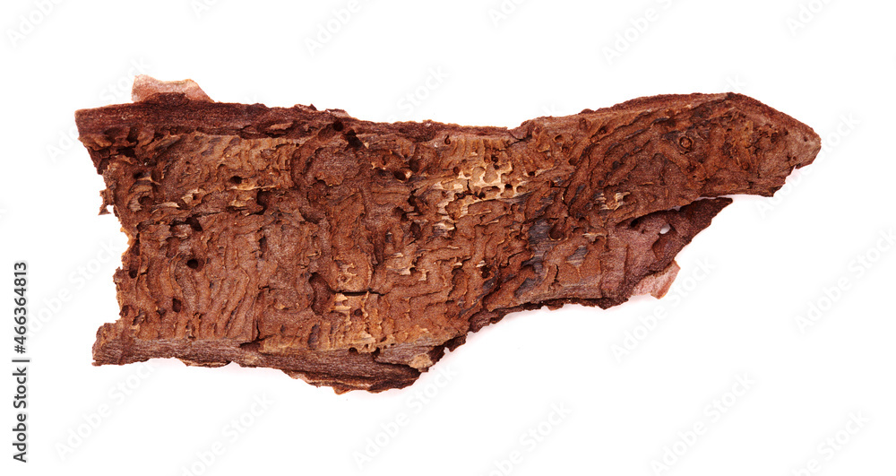 bark of Pinus canariensis, fire-resistant Canary pine, damaged in ...