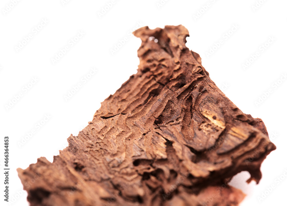 bark of Pinus canariensis, fire-resistant Canary pine, damaged in ...