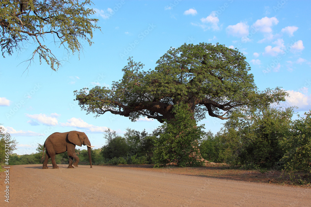 Affenbrotbaum und Elefant / Baobab and Elephant / Adansonia digitata et ...