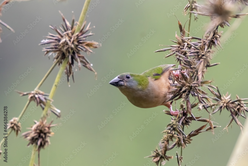 Pin-tailed Parrot finch bird in nature Stock Photo | Adobe Stock