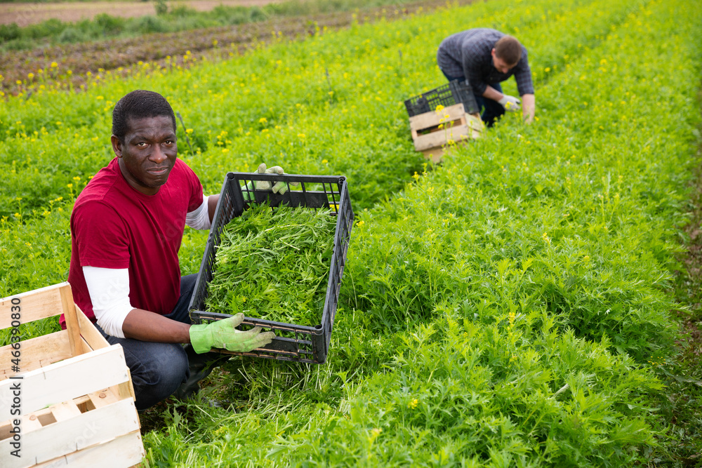 African-american worker harvesting green mizuna (Brassica rapa ...