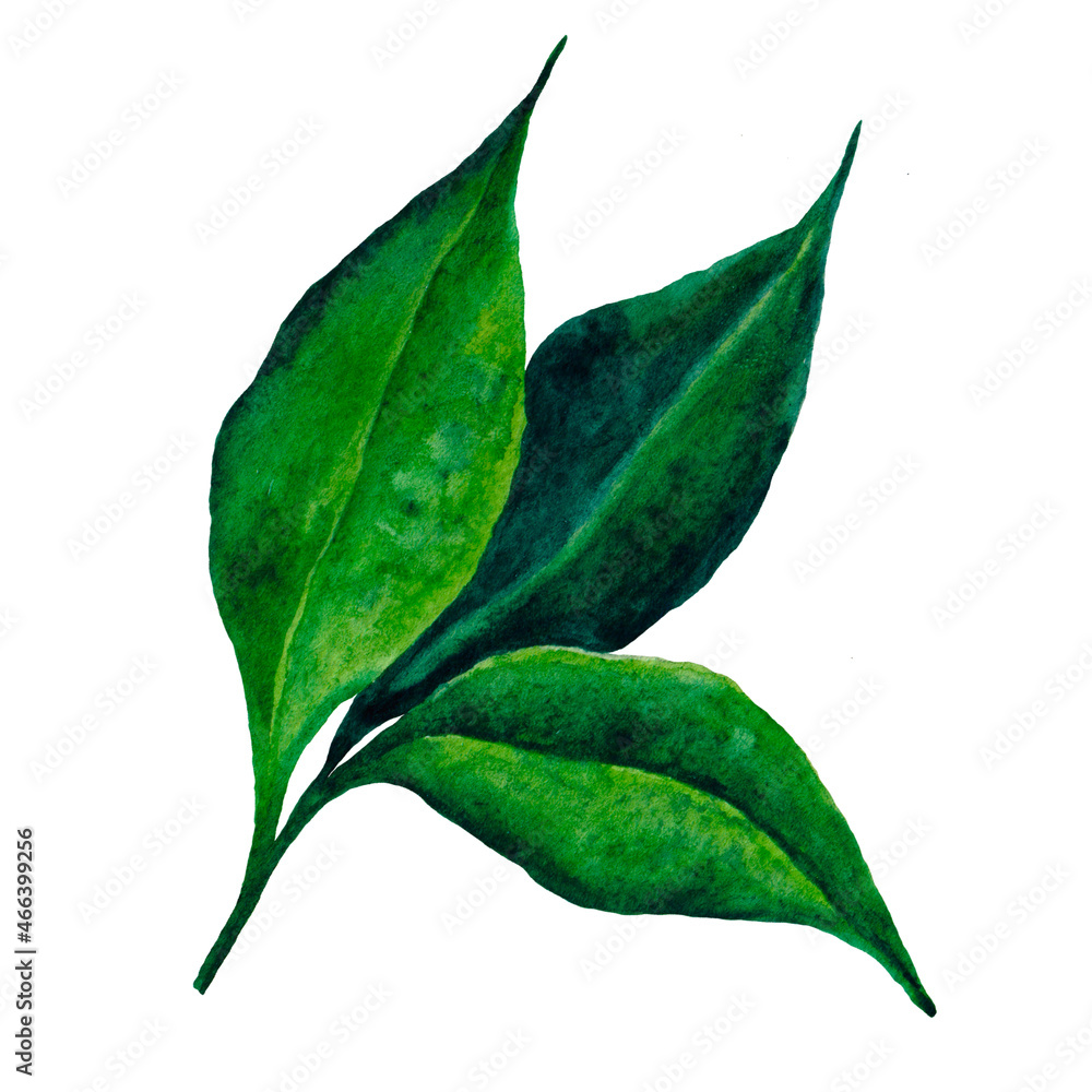 Lemon leaves watercolor hand drawn illustration. Botanical printable ...
