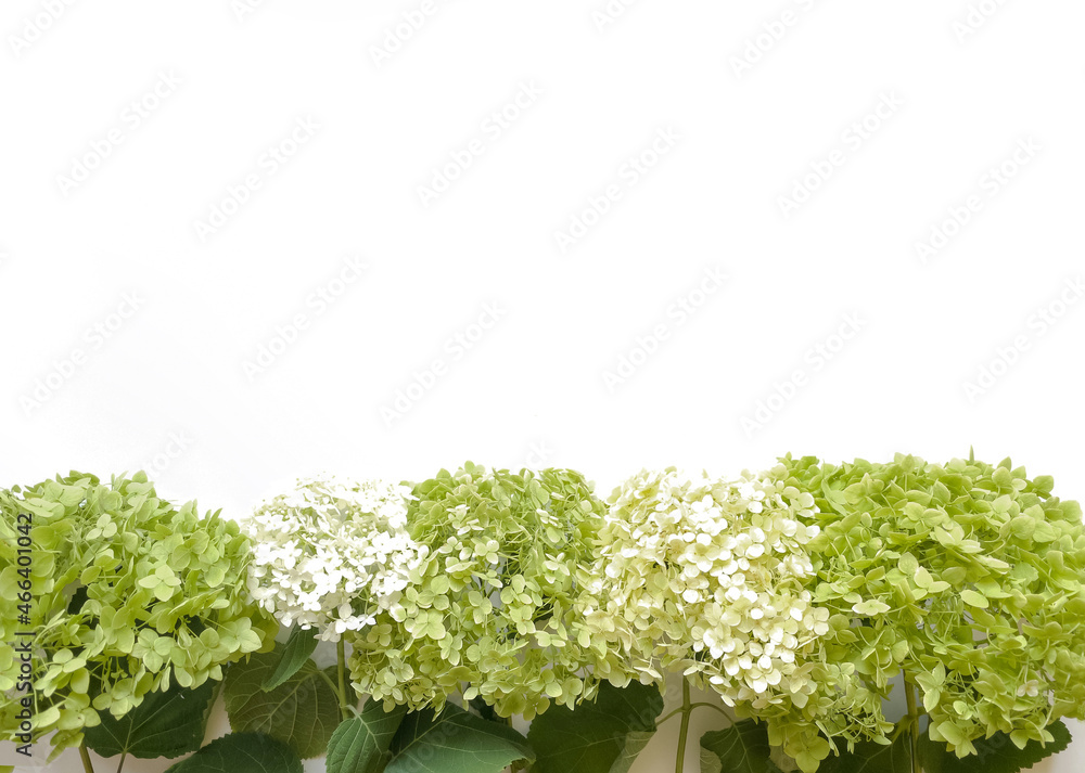 Flowers composition from green hydrangea flowers on white background ...