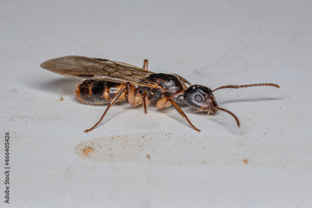 Adult Female Carpenter Queen Ant Stock Photo | Adobe Stock