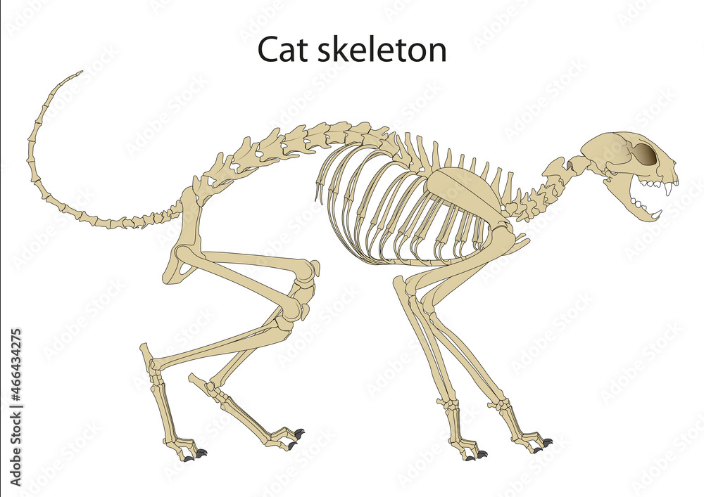 Cat Skeleton Anatomy. Side view Stock Illustration | Adobe Stock