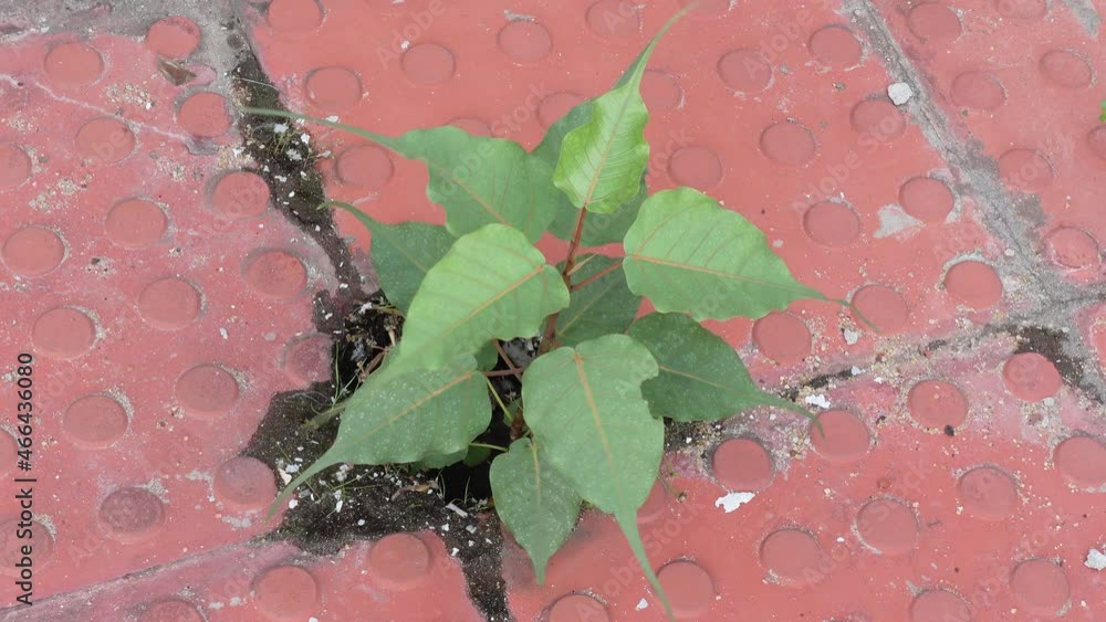 Seedlings of small pakur trees have grown out of cracks in red cement ...