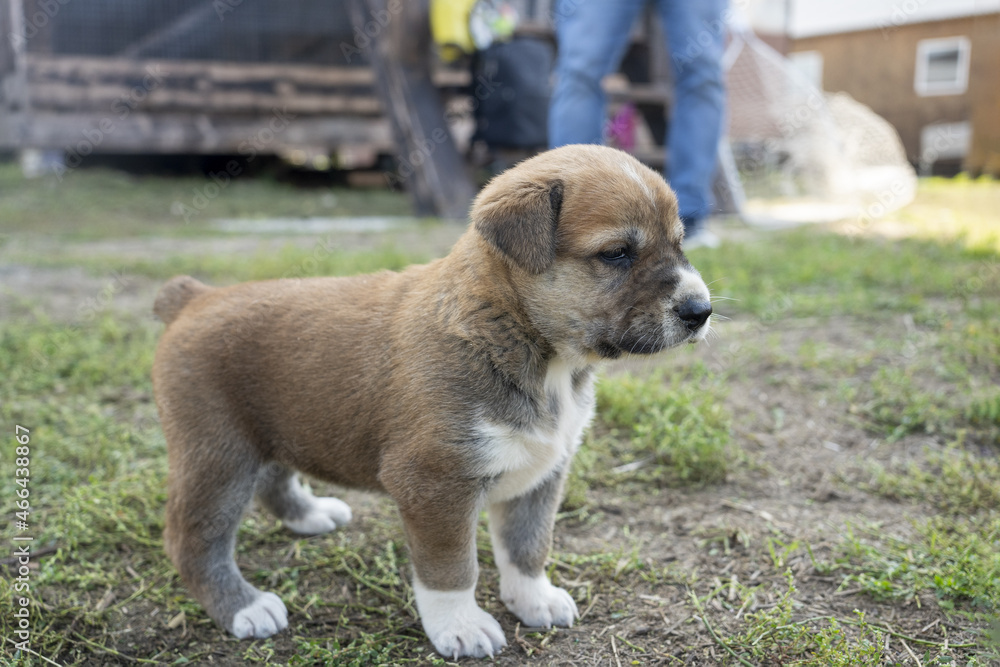 cute little young puppy of Alabai breed in farm yard. dog breeder ...