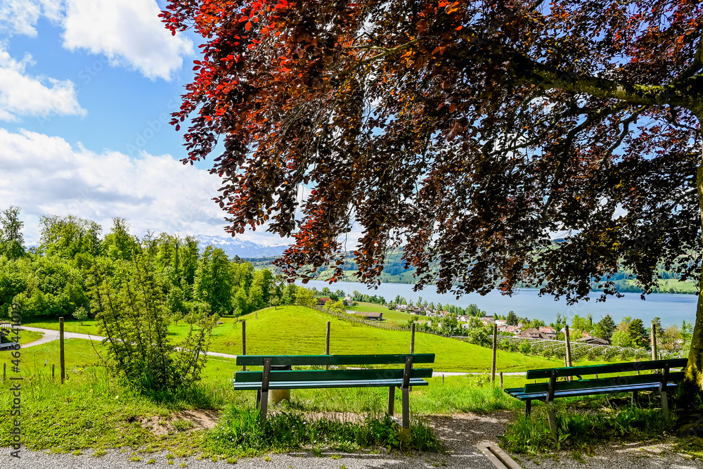Gelfingen, Weinberg, Baldeggersee, Hitzkirch, Seetal, Schloss Heidegg ...