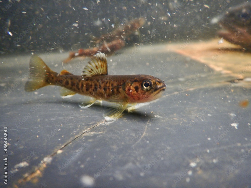 The brown trout Salmo trutta European species of salmonid fish widely ...