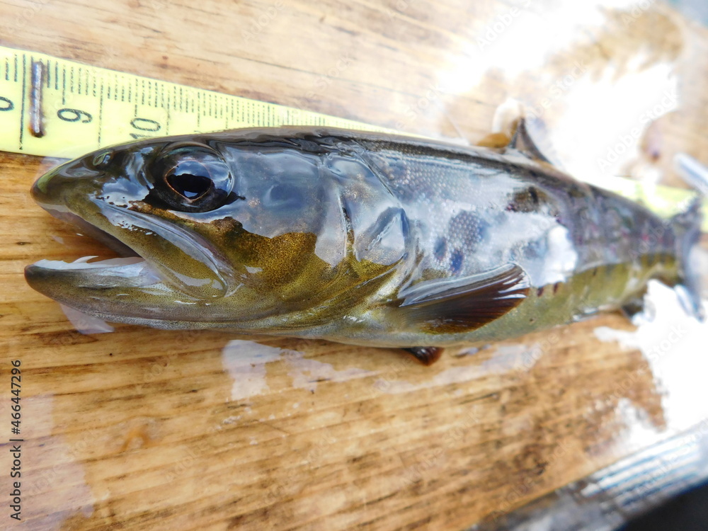 The brown trout Salmo trutta European species of salmonid fish widely ...