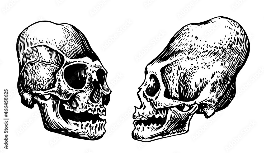 Graphical set of Mayan skulls isolated on white, long skull of ancient ...
