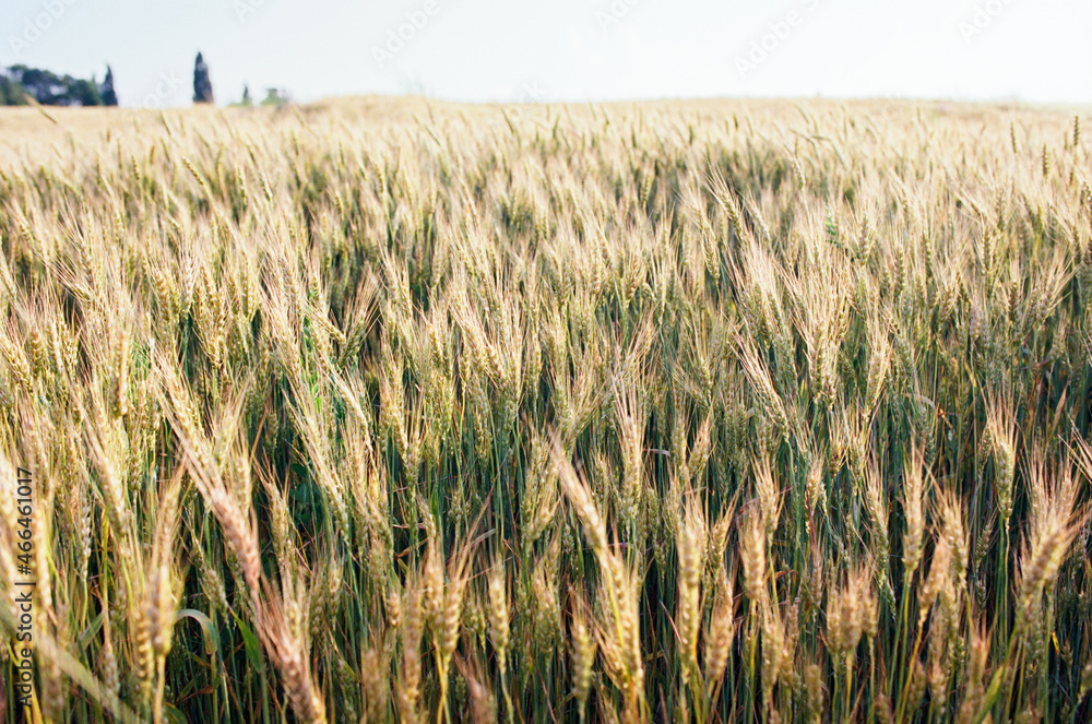 Ukrainian wheat ripens / Ukrainischer Weizen reift. Gefilmt auf Kodak ...
