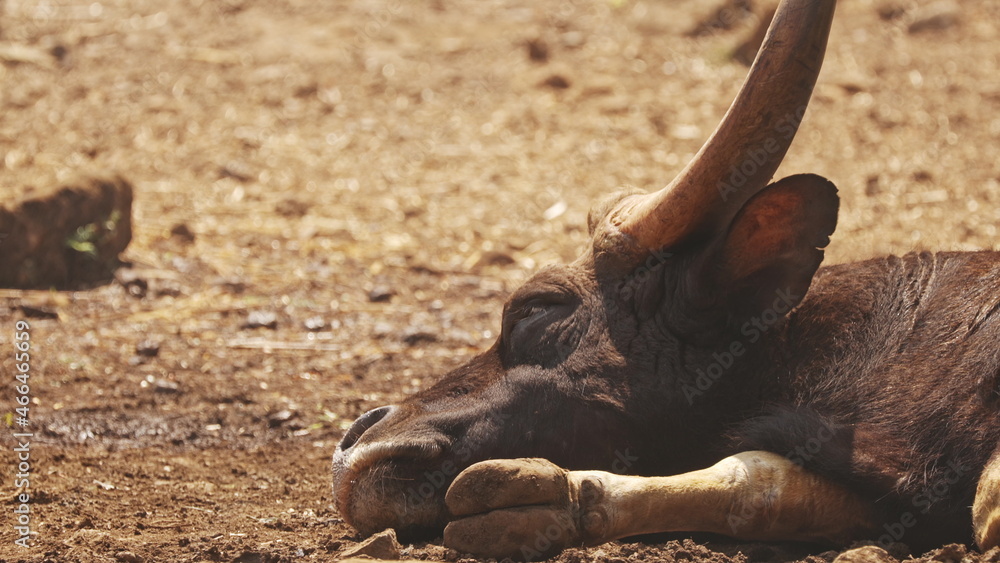 Goa, India. Gaur Bull, Bos Gaurus Or Indian Bison Resting On Ground. It ...