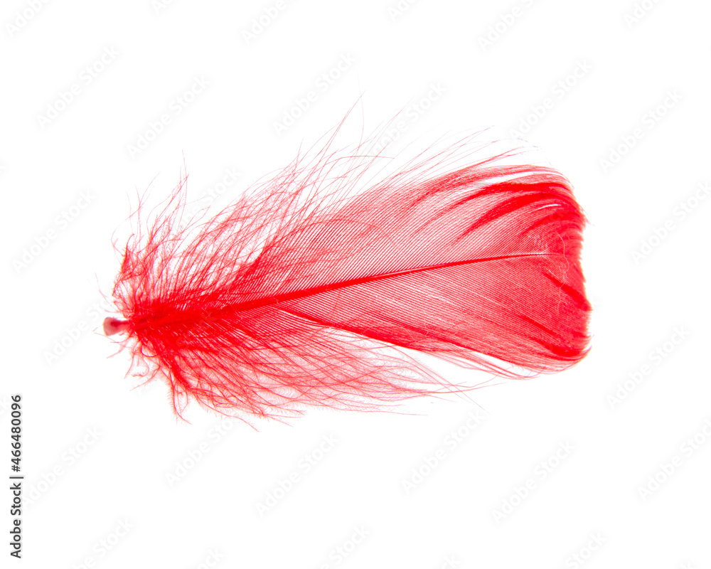 Bright red feather elegant isolated on the white background Stock Photo ...