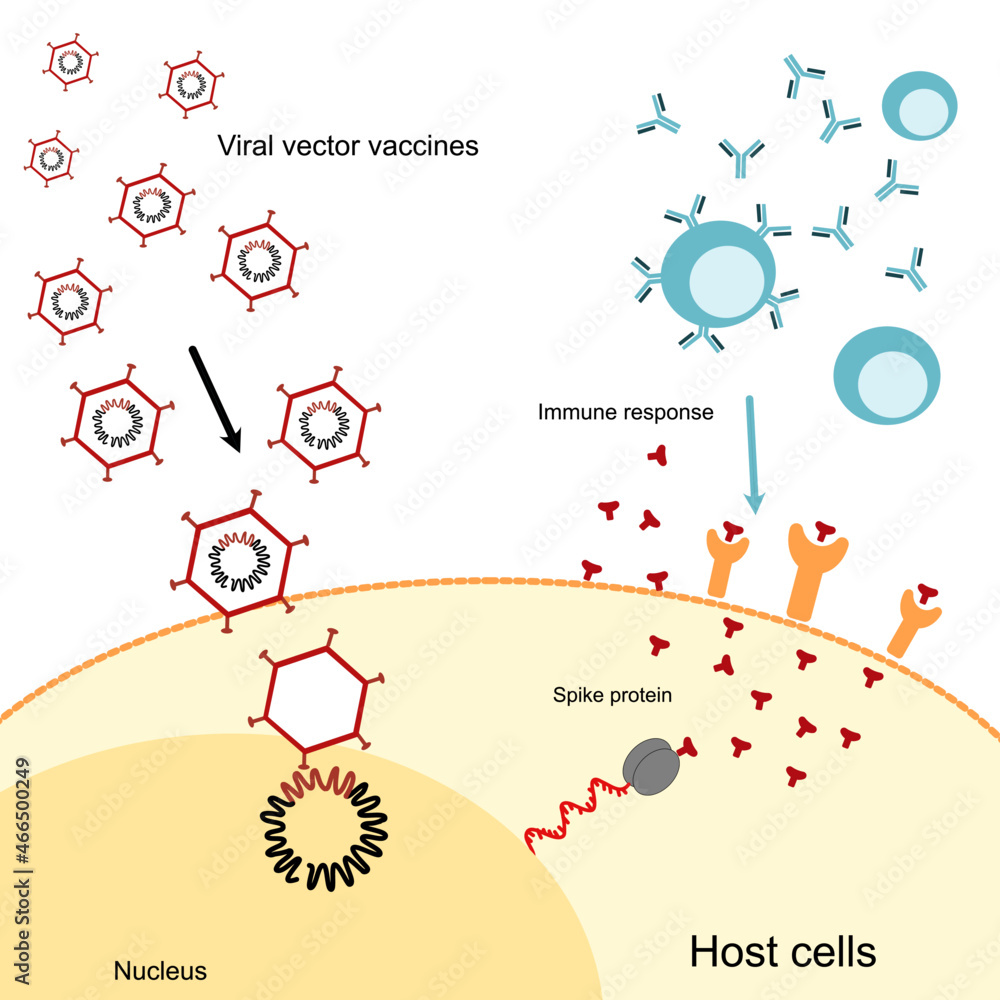 The pathway of viral vector vaccine s that induce antibodies production ...