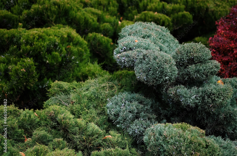 Coniferous shrubs and trees in autumn close-up. Juniper branches in the ...
