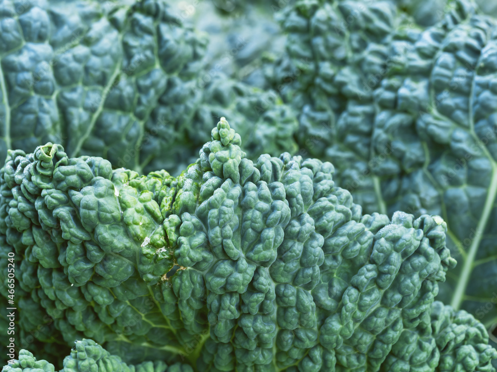 Detail of fresh ripe head of savoy cabbage (Brassica oleracea sabauda ...