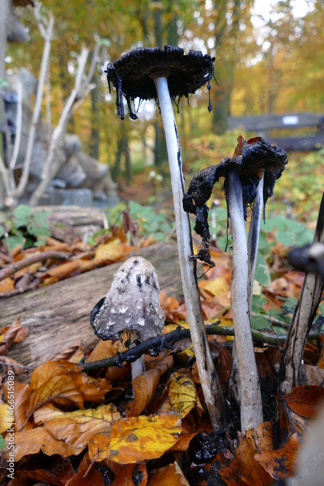 stages of decay in shaggy ink caps in autumn forest Stock Photo | Adobe ...