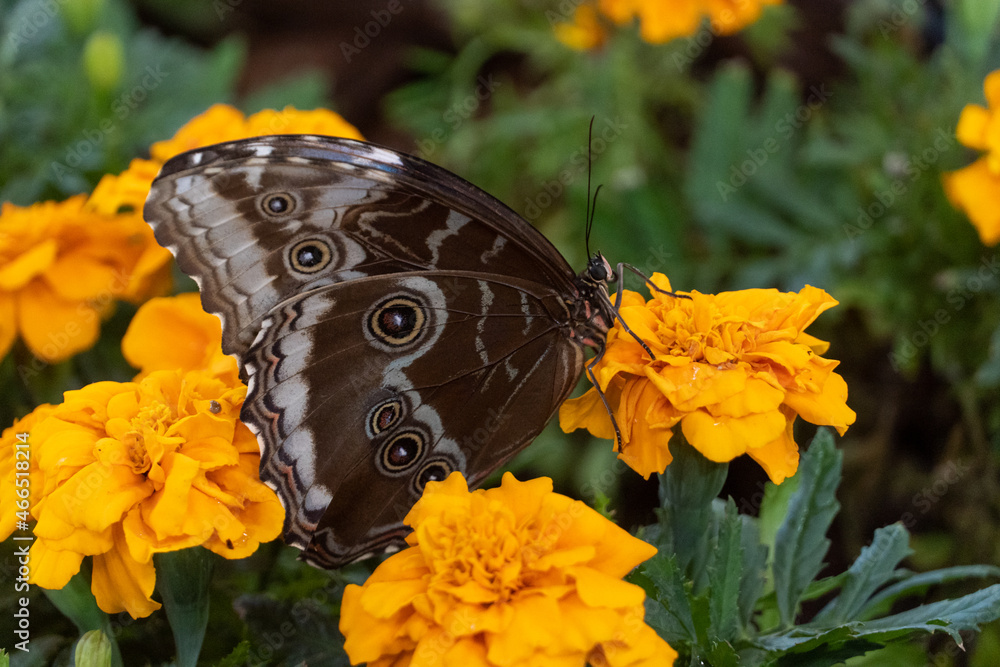 Morpho peleides, the Peleides blue morpho, common morpho or the emperor ...