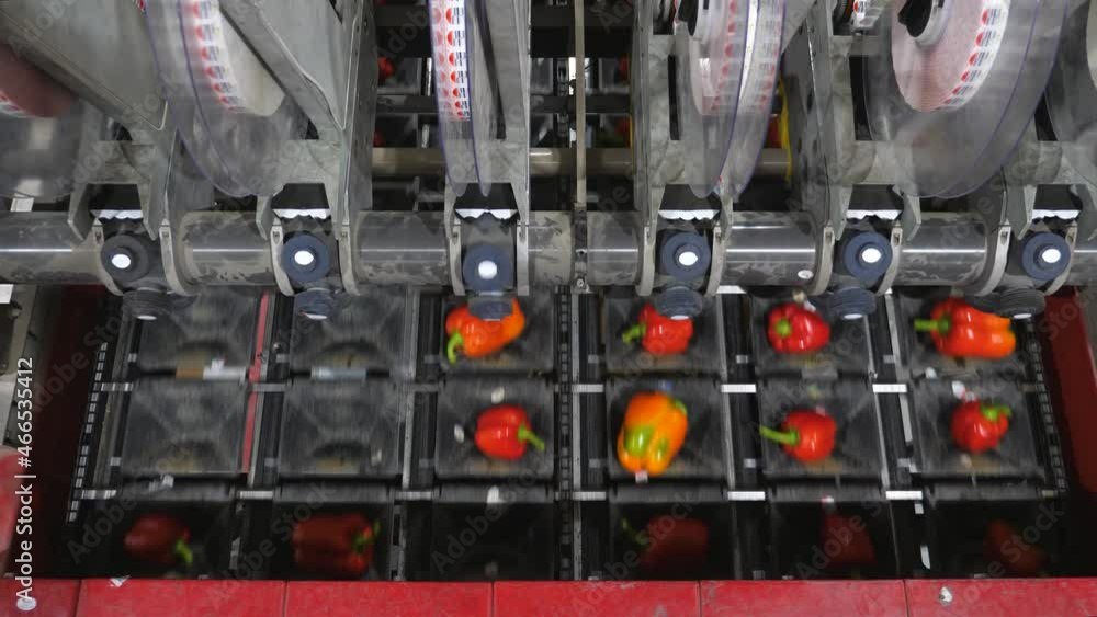 Applying stickers on vegetables red bell pepper. Food industrial ...
