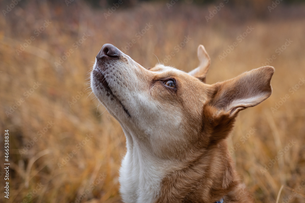 red heeler and Australian shepherd mix - texas heeler - in an open ...