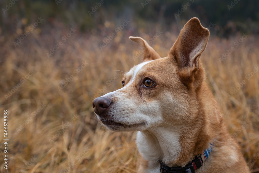 red heeler and Australian shepherd mix - texas heeler - in an open ...